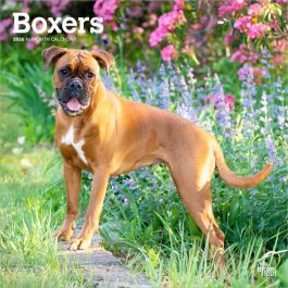 Boxers International Edition | 2026 12 x 24 Inch (Hanging) Monthly ...