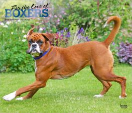 For the Love of Boxers | 2026 14 x 24 Inch (Hanging) Monthly Deluxe ...