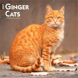 Ginger Cats | 2027 12 x 24 Inch (Hanging) Monthly Square Wall Calendar ...