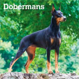 Dobermans | 2027 12 x 24 Inch (Hanging) Monthly Square Wall Calendar ...