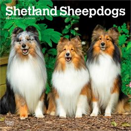Shetland Sheepdogs | 2027 12 x 24 Inch (Hanging) Monthly Square Wall ...